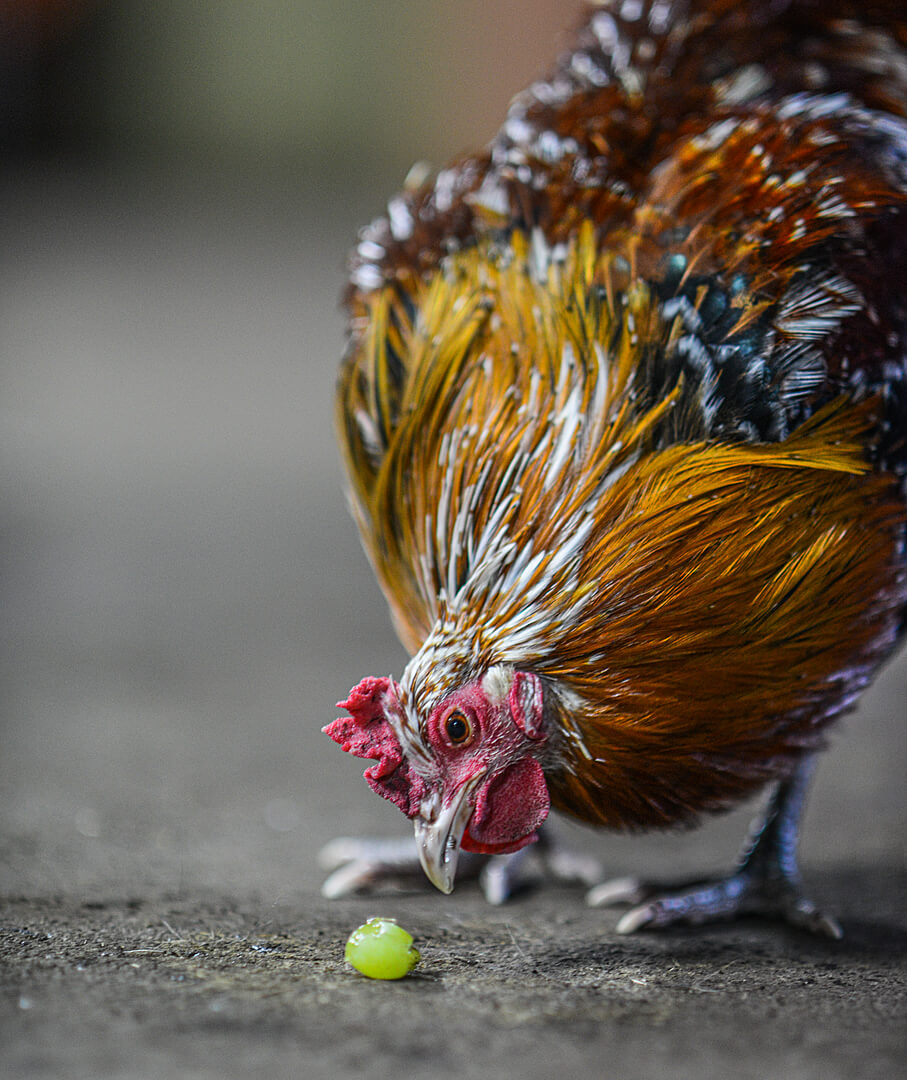 6 Critical Reasons To Stop Eating Chicken Meat