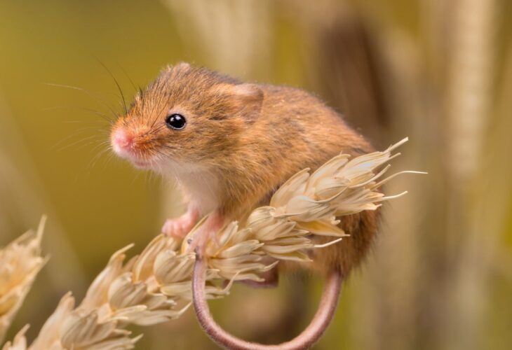 'Vegans Don't Realize Billions Of Animals Are Killed Growing Crops ...