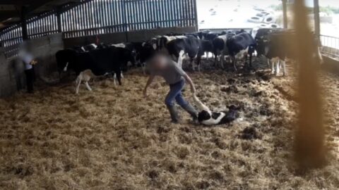 'Horrific' Footage Shows Cows And Calves Being Beaten And Kicked On ...
