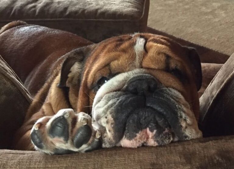 Lewis Hamilton Reveals His Dog Is Now 'Fully Vegan And Super Happy'