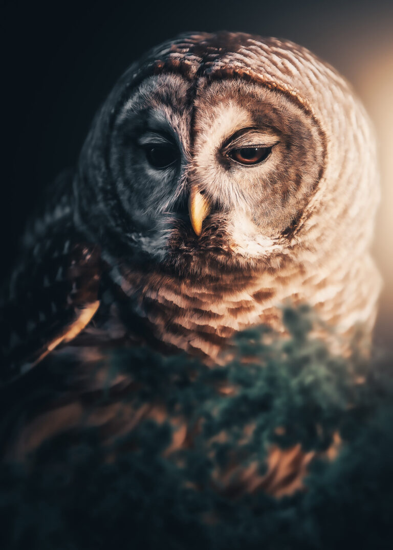 10 Amazing Animals You Need To Meet: Their Lives Told In Photos