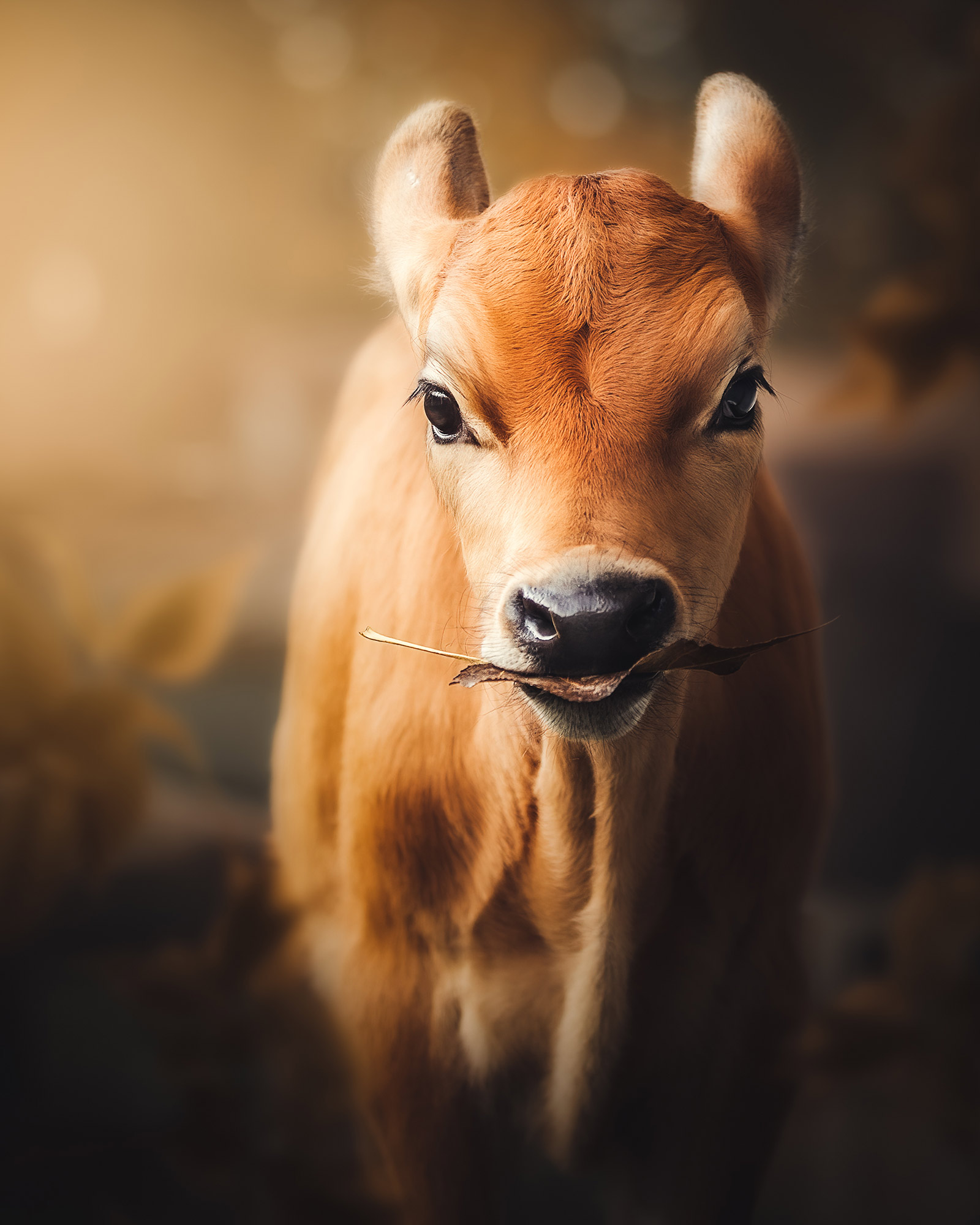 10 Amazing Animals You Need To Meet: Their Lives Told In Photos