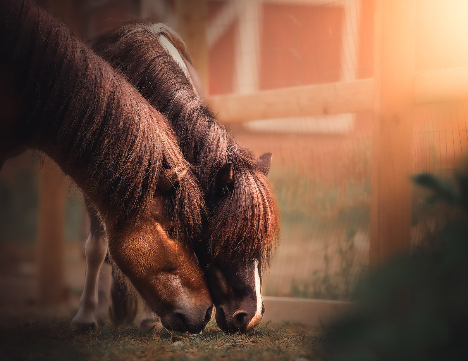 10 Amazing Animals You Need To Meet: Their Lives Told In Photos