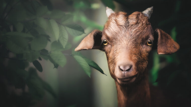 10 Amazing Animals You Need To Meet: Their Lives Told In Photos