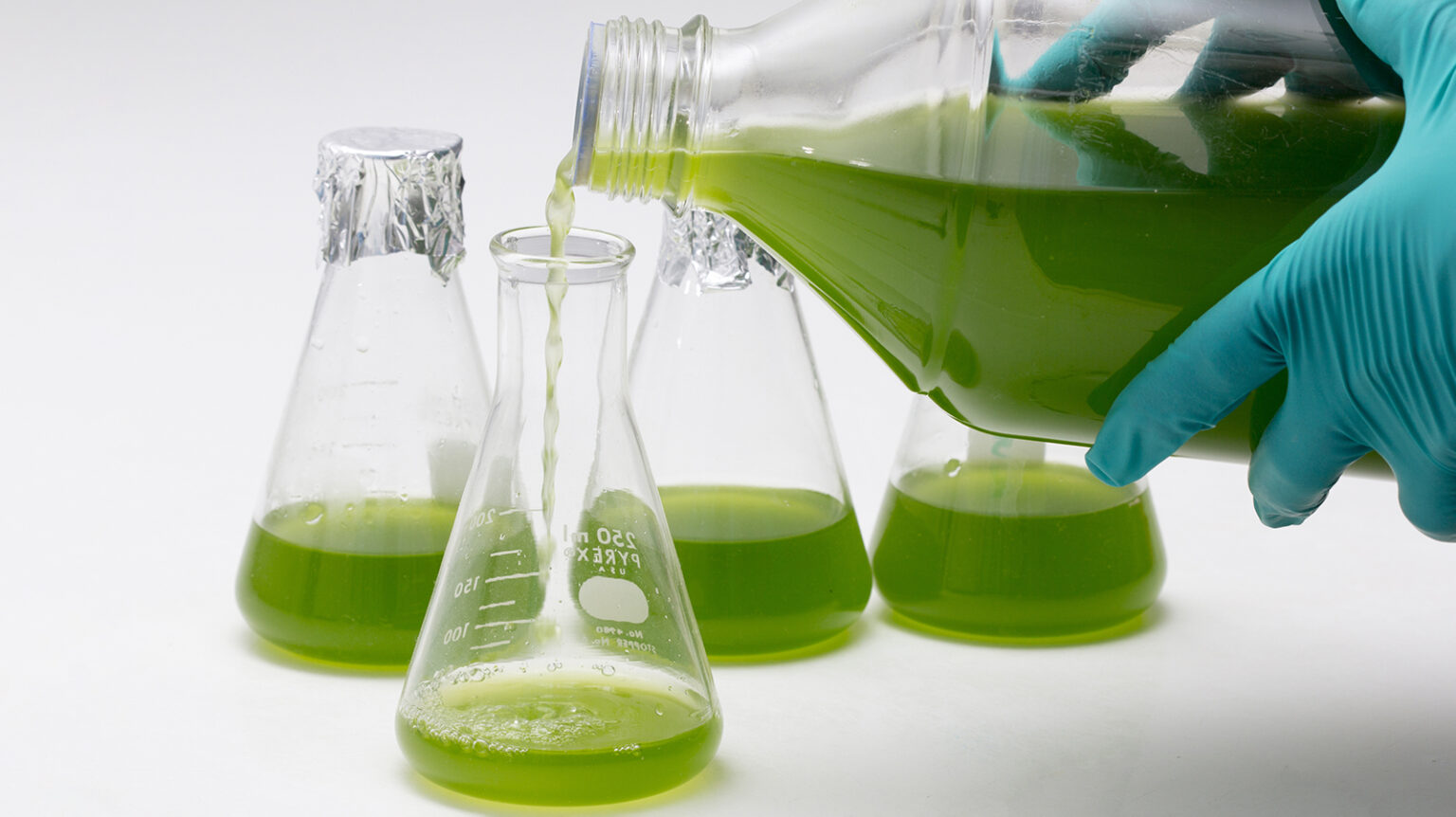 Startup Debuts First-Ever Plant-Based Burger Made From Microalgae ...