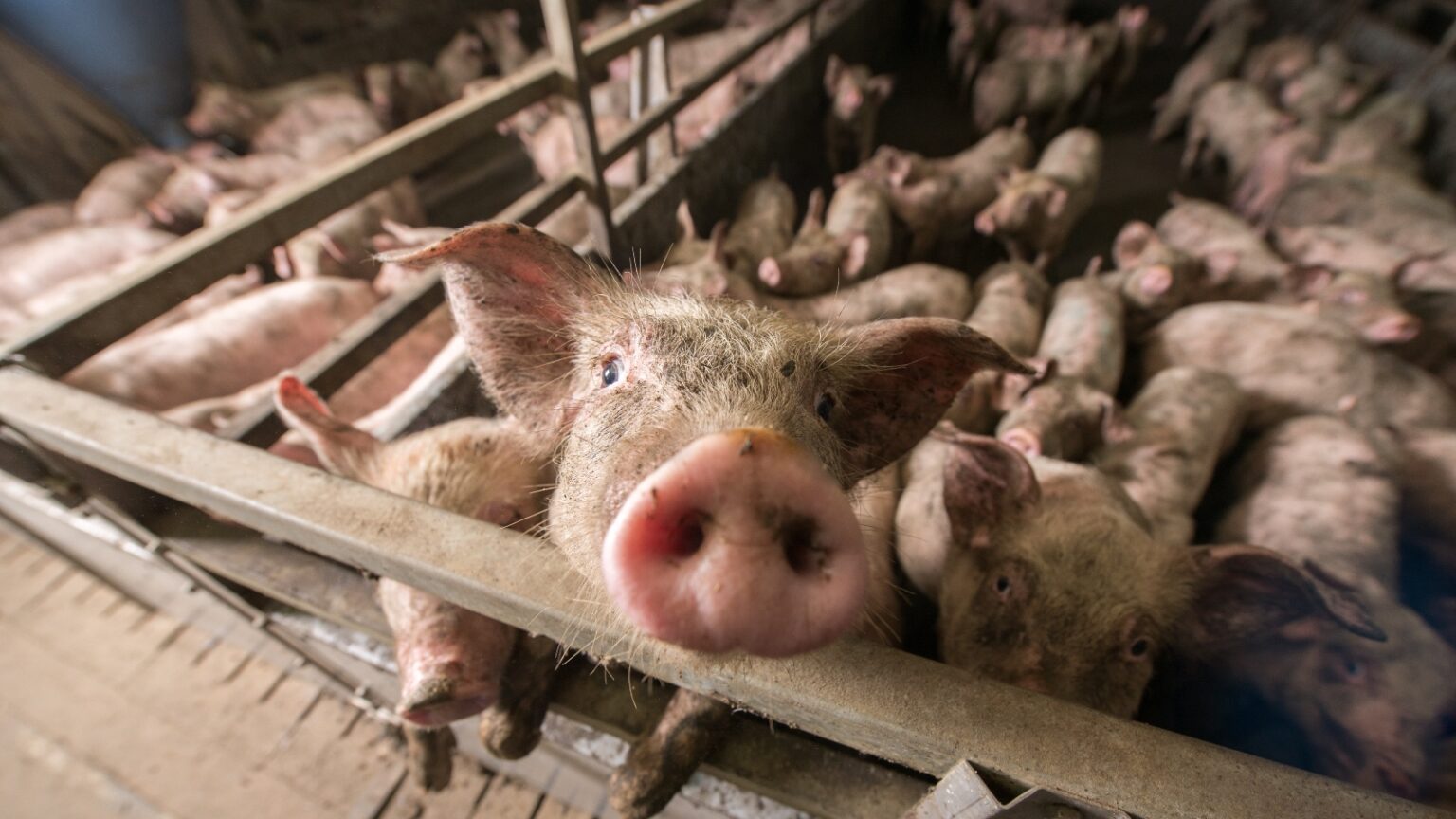 Government's Animal Welfare Action Plan Blasted For Ignoring Factory ...