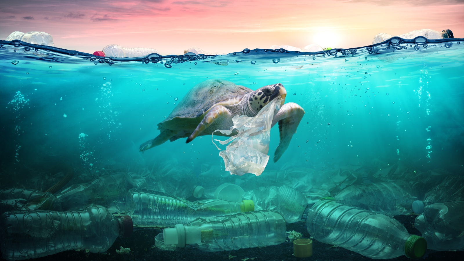 Drowning in Single-Use Plastic: The Company Leading The Fight Against ...
