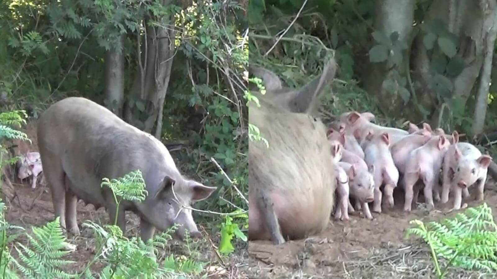 Viral Petition Sees Pig Who Escaped Farm To Birth 10 Piglets Re-Homed ...