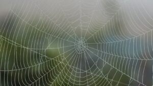 Vegan Spider Silk Could Replace Single-Use Plastic - Plant Based News