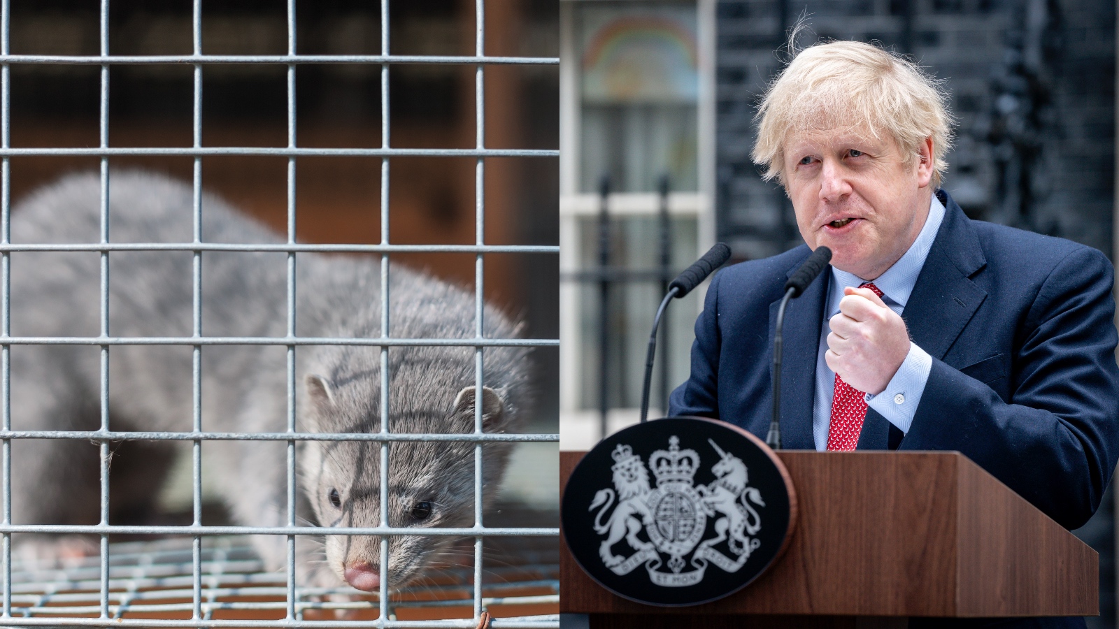 Boris Johnson Urged To Lead World Leaders On Global Fur Farming Ban ...