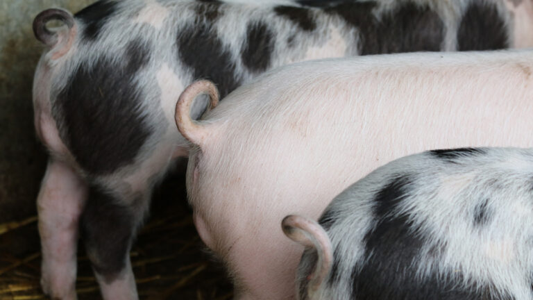 Rotten To The Core? The Shocking Truth About UK Pig Farming