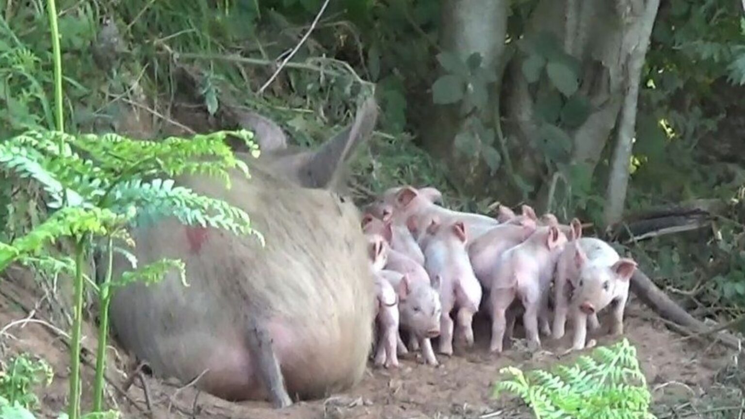 Viral Petition Sees Pig Who Escaped Farm To Birth 10 Piglets Re-Homed ...