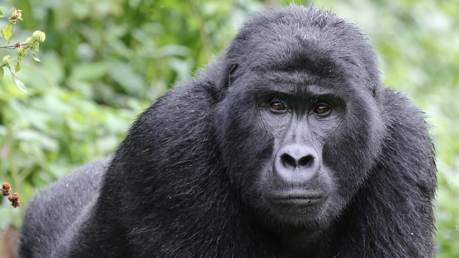 Giving Zoo Animals Psychoactive Drugs Could Soon Be Illegal In New York ...