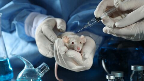 Scientists Make Male Rats Give Birth In ‘Wasteful’ Experiment - Plant ...