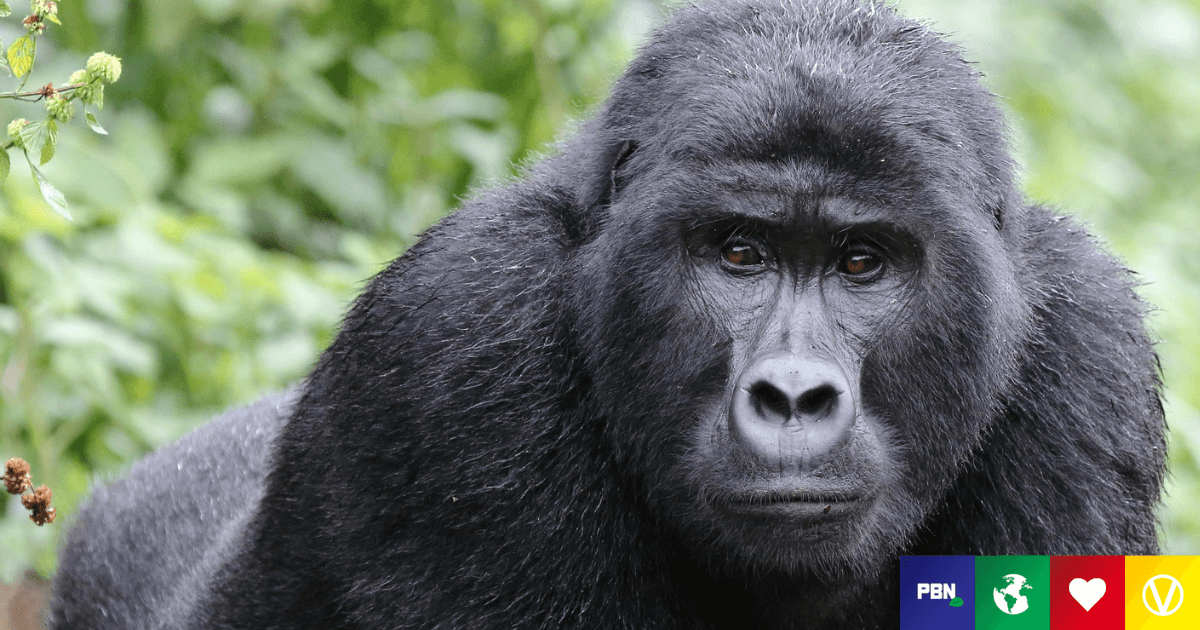 Giving Zoo Animals Psychoactive Drugs Could Soon Be Illegal In New York ...