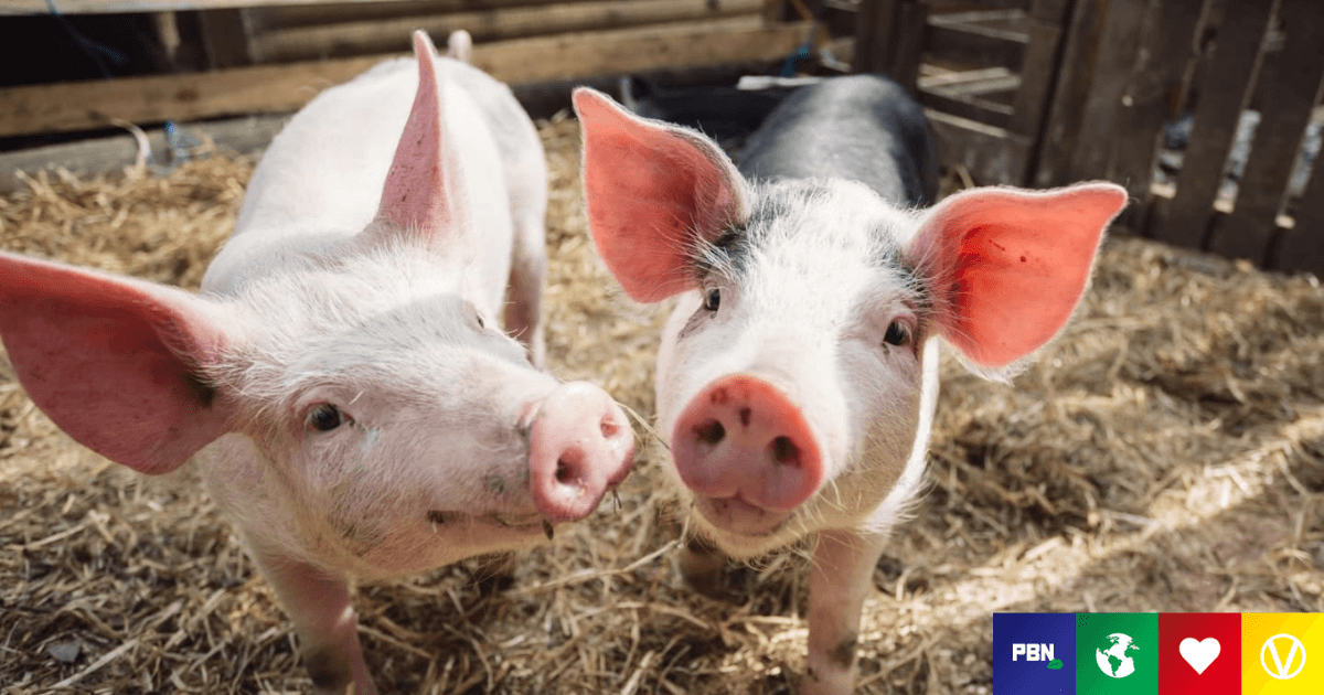 World’s First ‘Festival For Pigs’ Arrives In UK, And It’s Vegan - Plant ...