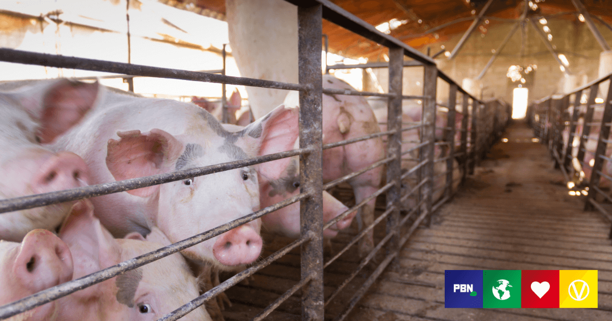 US Pork Producers Fight Against Law Improving Mother Pig Welfare ...