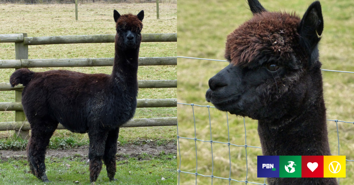 ‘World’s Most Famous’ Alpaca Killed By Government After Losing 4-Year ...