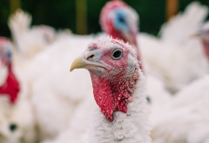 New Footage Reveals ‘Horrific’ Animal Cruelty At ‘Humane’ Turkey Farms ...