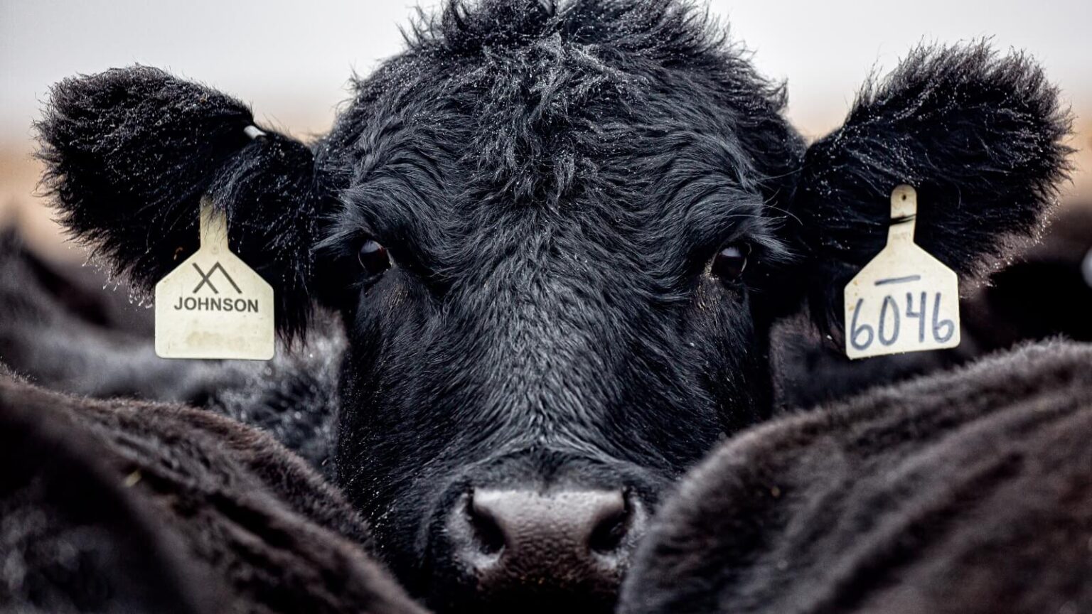 Dear Wall Street Journal: Anti-Vegan Propaganda Isn’t Just Wrong, It’s ...