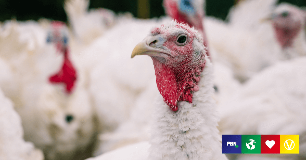 New Footage Reveals ‘Horrific’ Animal Cruelty At ‘Humane’ Turkey Farms ...