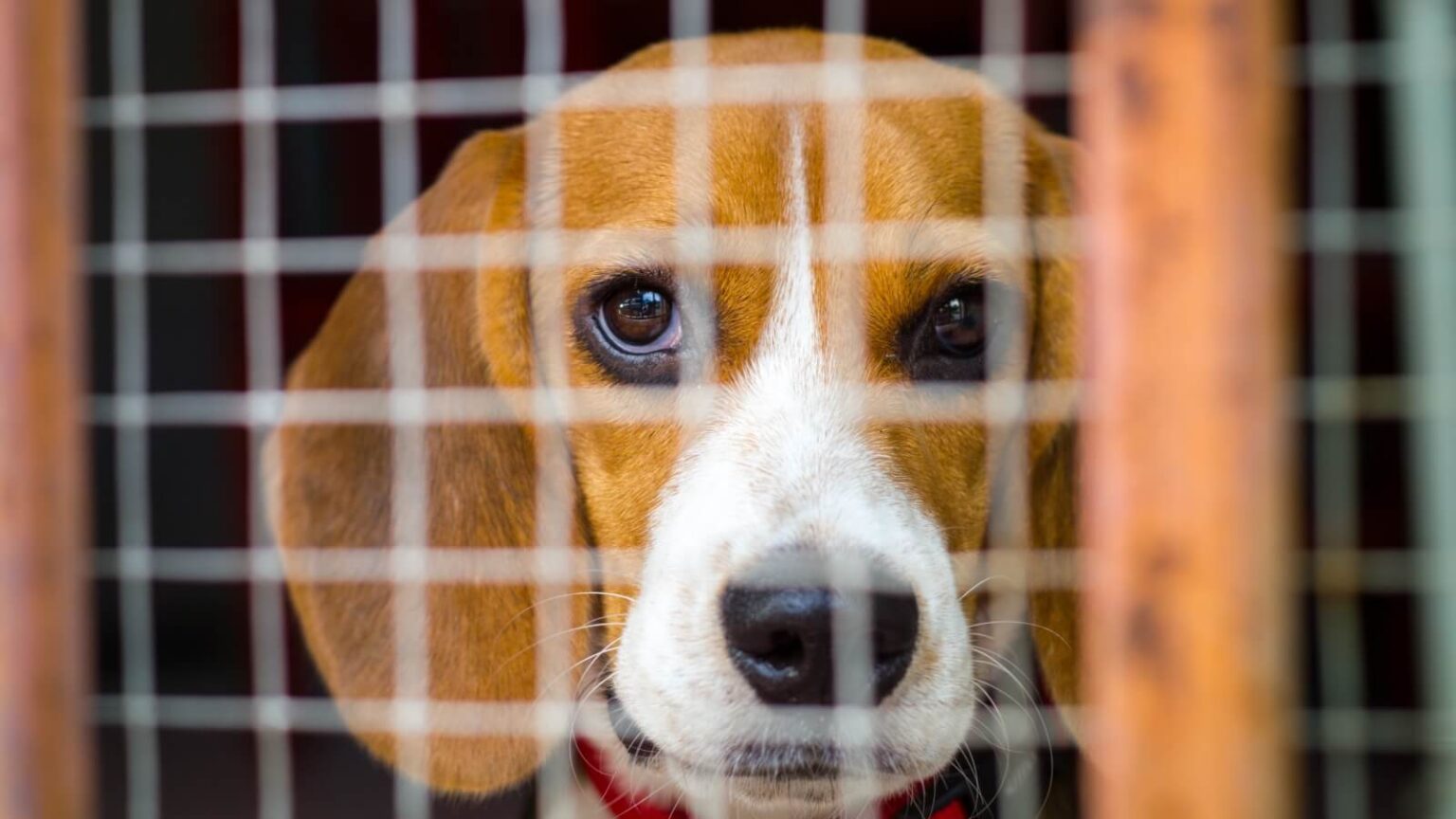 Lab Animals Should Be Rescued, Not Euthanized After Experiments, New ...