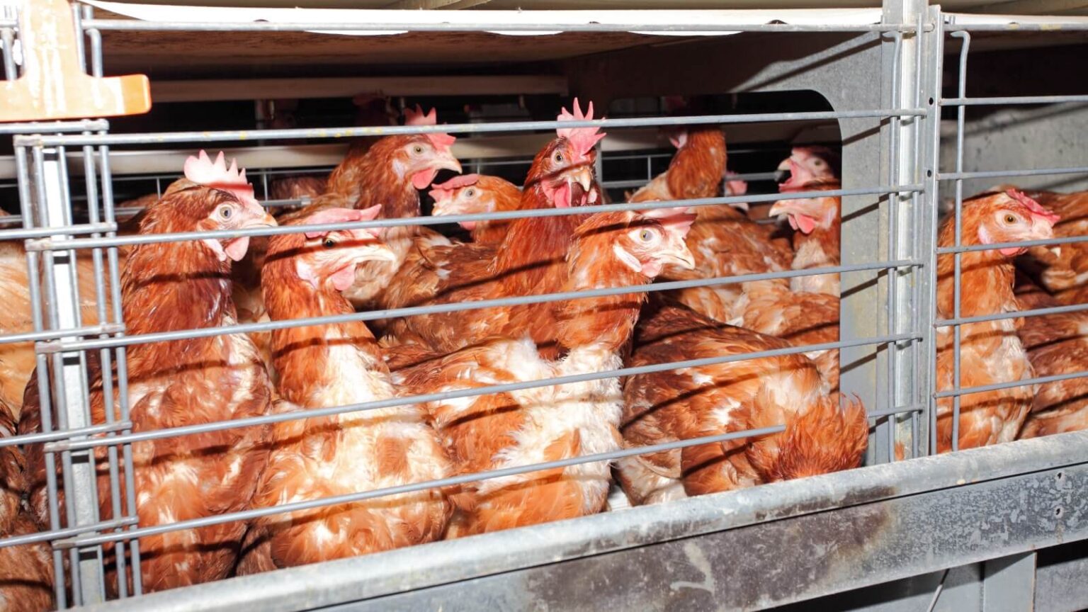 Whistleblower Reveals ‘Harrowing’ Animal Cruelty At New Zealand Egg ...