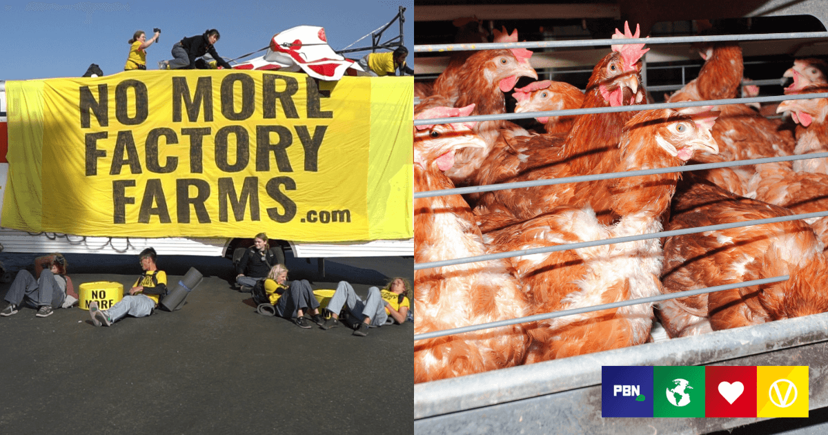 Protesters Block Slaughterhouse Which Supplies Poultry To Amazon And ...