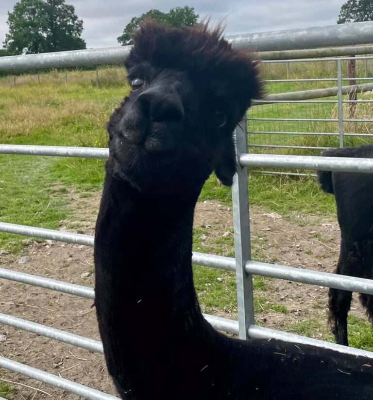 Post-Mortem Of Geronimo The Alpaca Shows No Signs Of Bovine TB, Owner ...