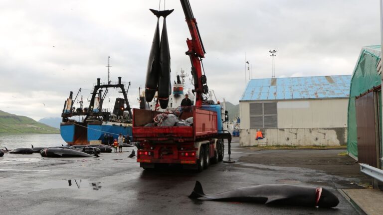 Whale Meat Is Being Dumped In The Ocean And Used As Dog Food - Plant ...