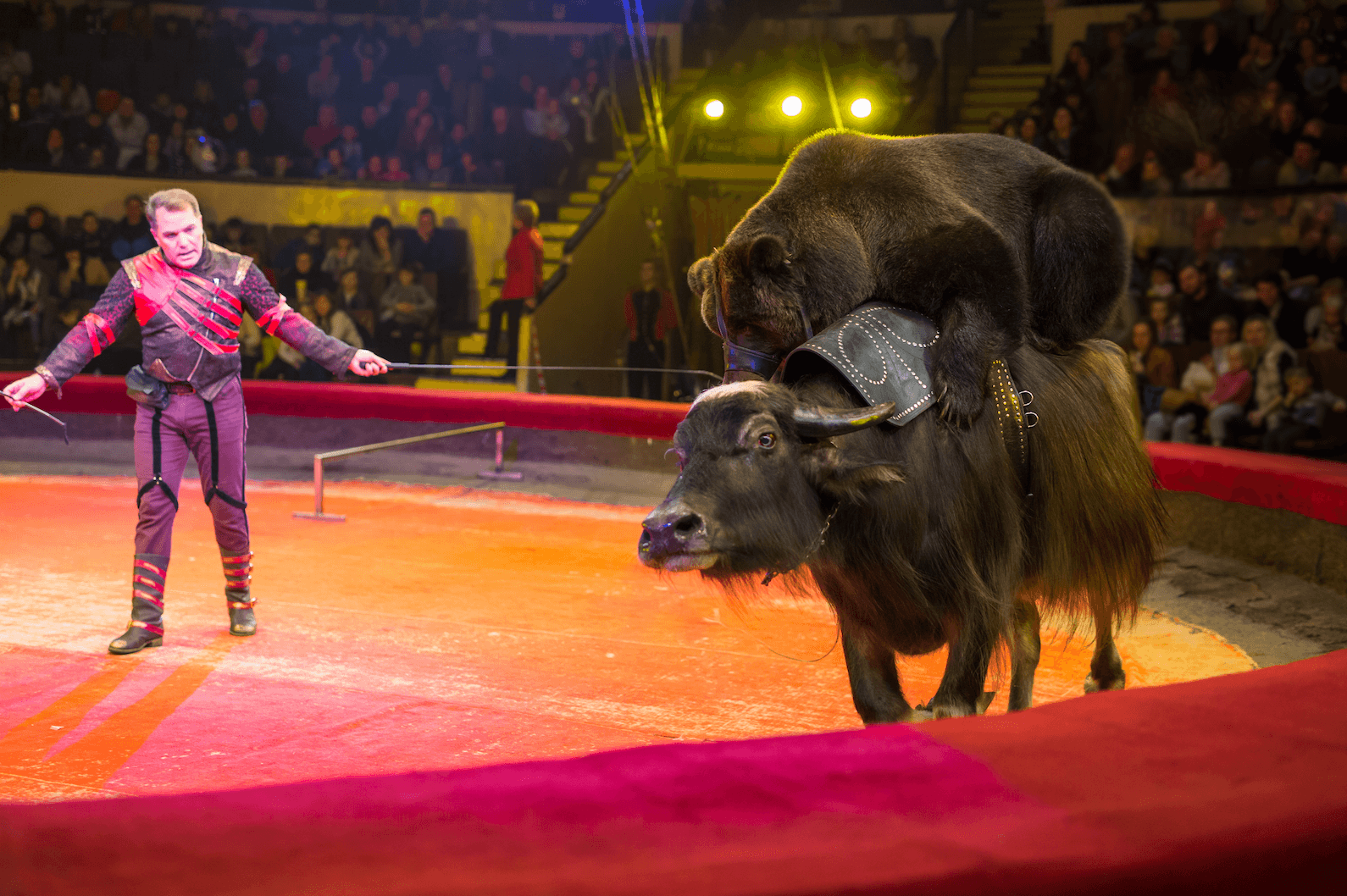 France Bans Wild Animals In Circuses, Mink Farming, And Dolphin Shows ...