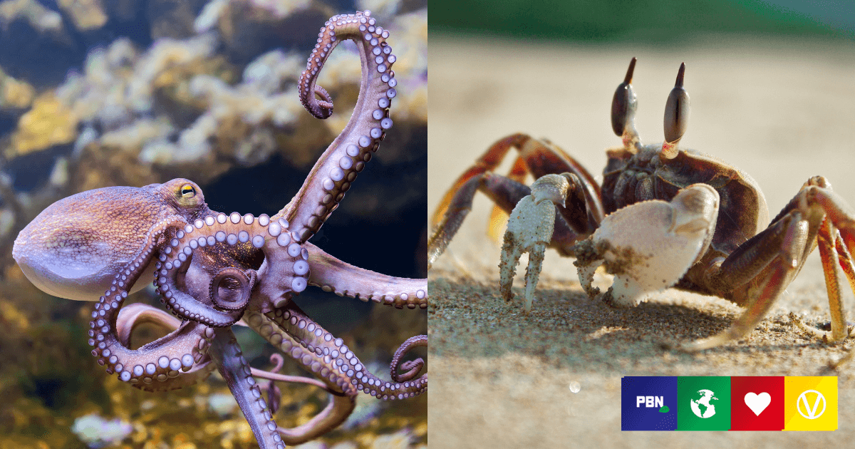 UK Government Recognizes Octopuses, Lobsters, And Crabs Have ‘Feelings ...