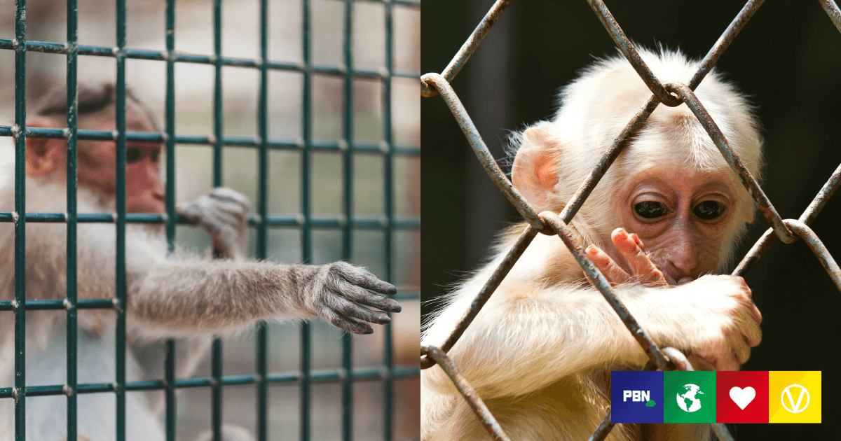 Millions Of Taxpayer Dollars Used To Fund ‘Revolting’ Experiments On ...