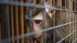 Millions Of Taxpayer Dollars Used To Fund ‘Revolting’ Experiments On ...