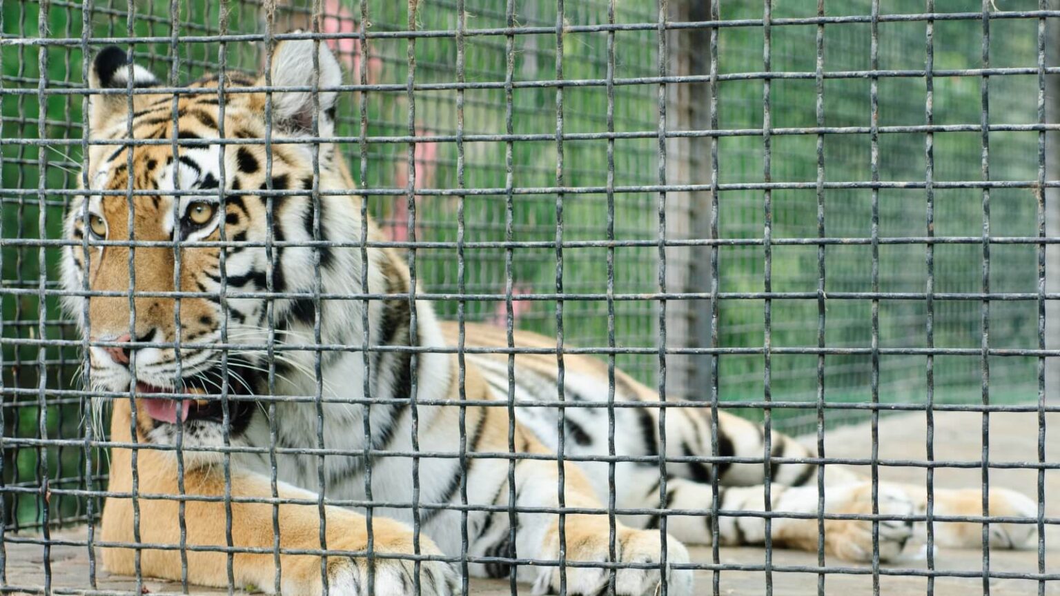 Zoo Owner Pleads Guilty To Neglect After Having 200 Animals Seized ...