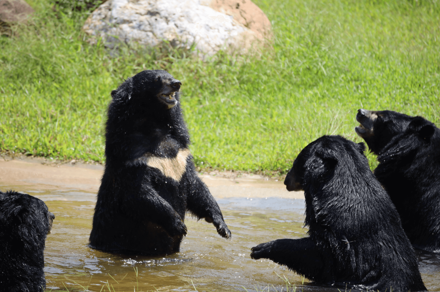 Joaquin Phoenix, Stephen Fry, And More Celebs Battle To Save Moon Bears ...