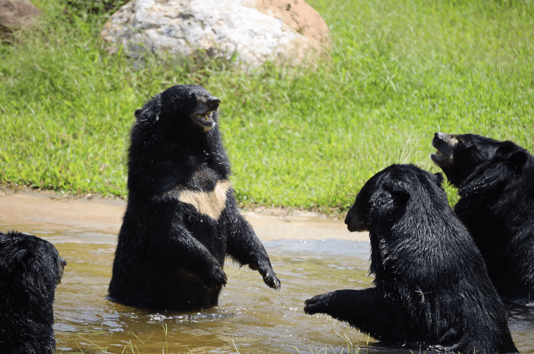 Joaquin Phoenix, Stephen Fry, And More Celebs Battle To Save Moon Bears ...