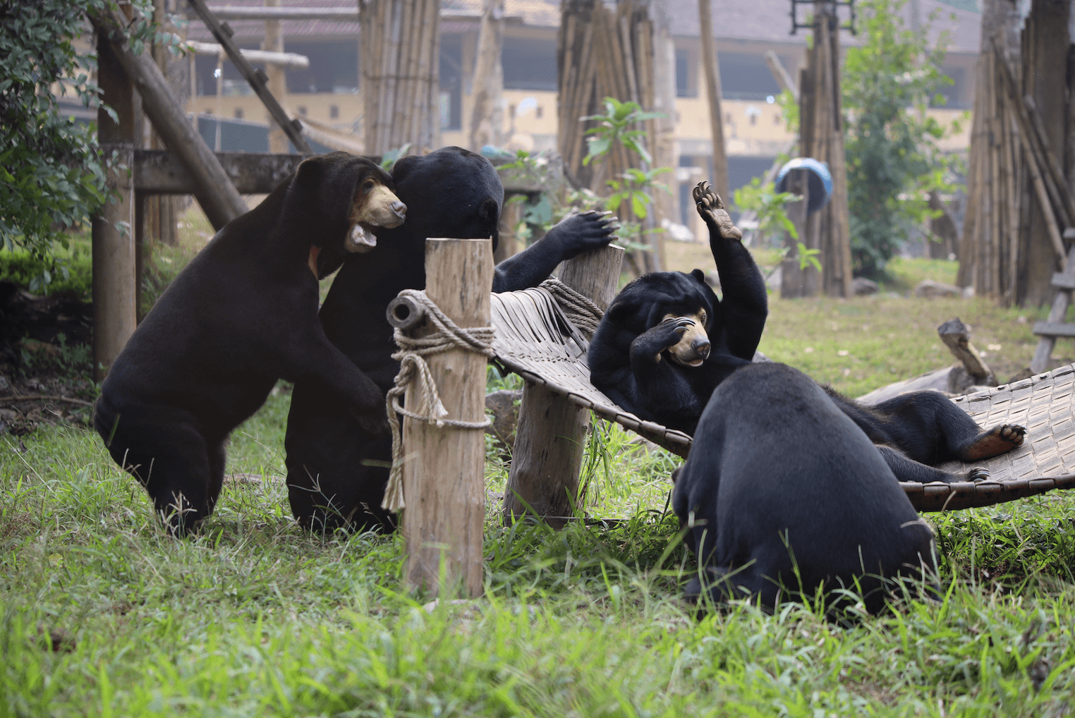 Joaquin Phoenix, Stephen Fry, And More Celebs Battle To Save Moon Bears ...