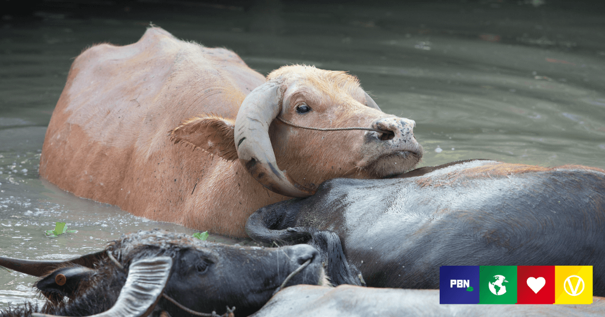 700,000 Farm Animals Die In British Columbia Floods, Death Toll ...