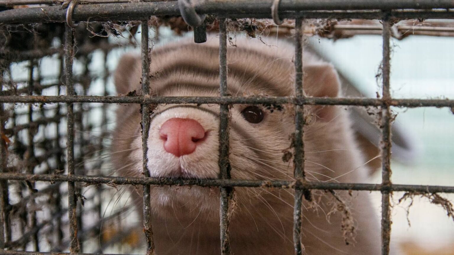 Italy Passes ‘Historic’ Ban On Fur Farming, Its Last Active Farms To ...