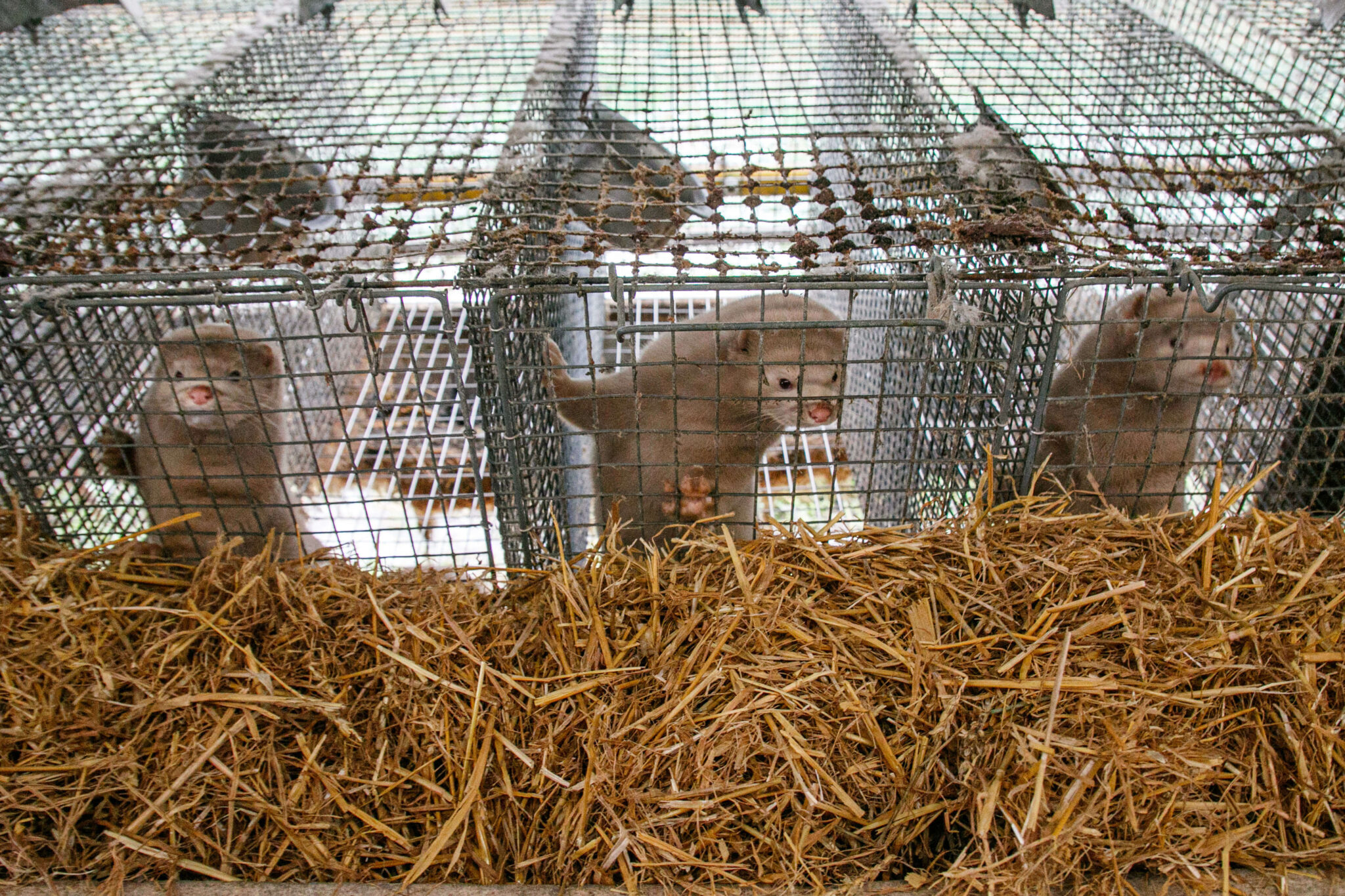 Italy Passes ‘Historic’ Ban On Fur Farming, Its Last Active Farms To ...