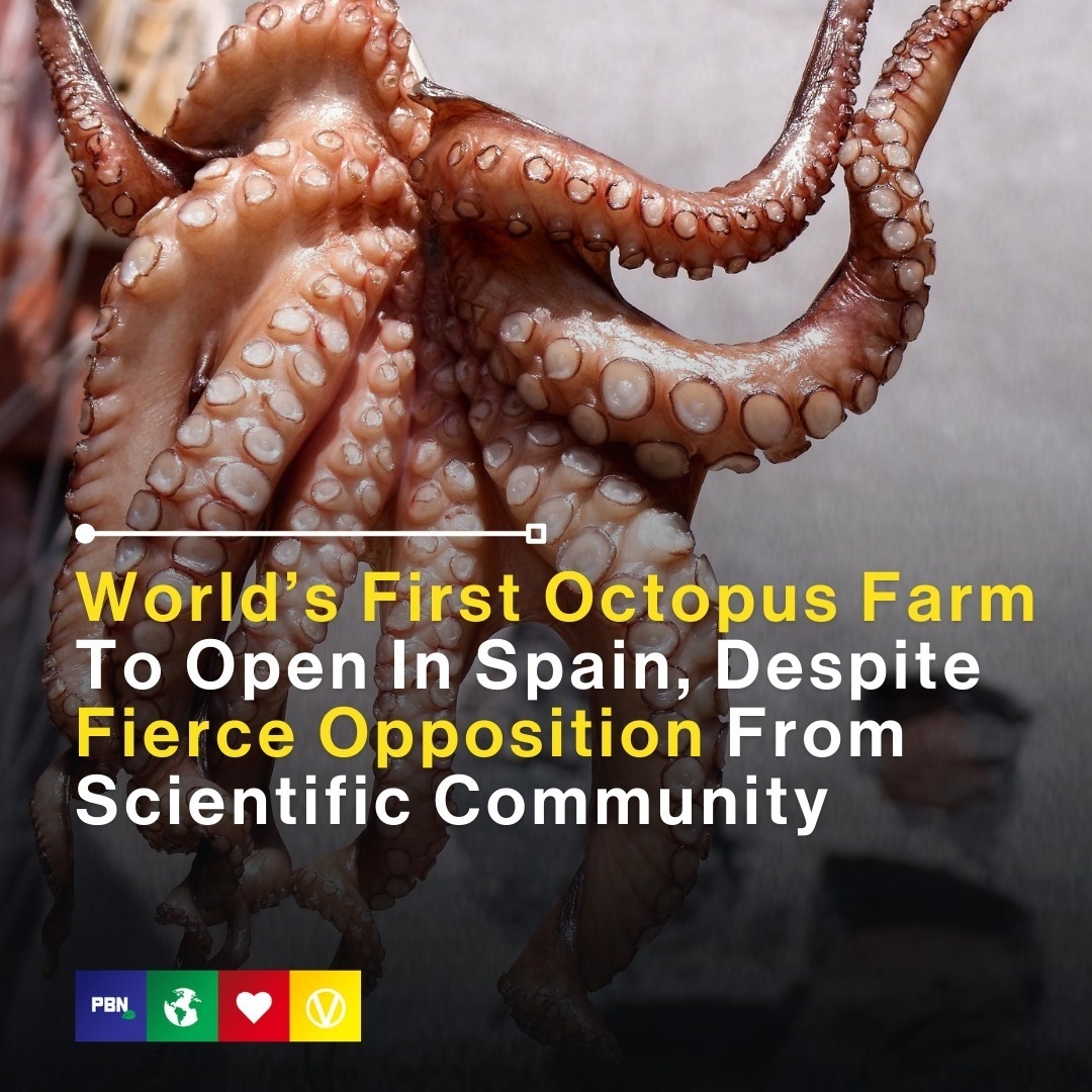 Octopus Farming: Why It's An Environmental And Welfare Travesty