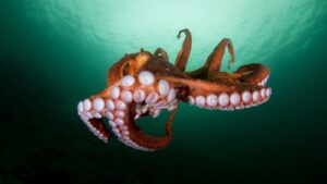 Octopus Farming: Why It's An Environmental And Welfare Travesty