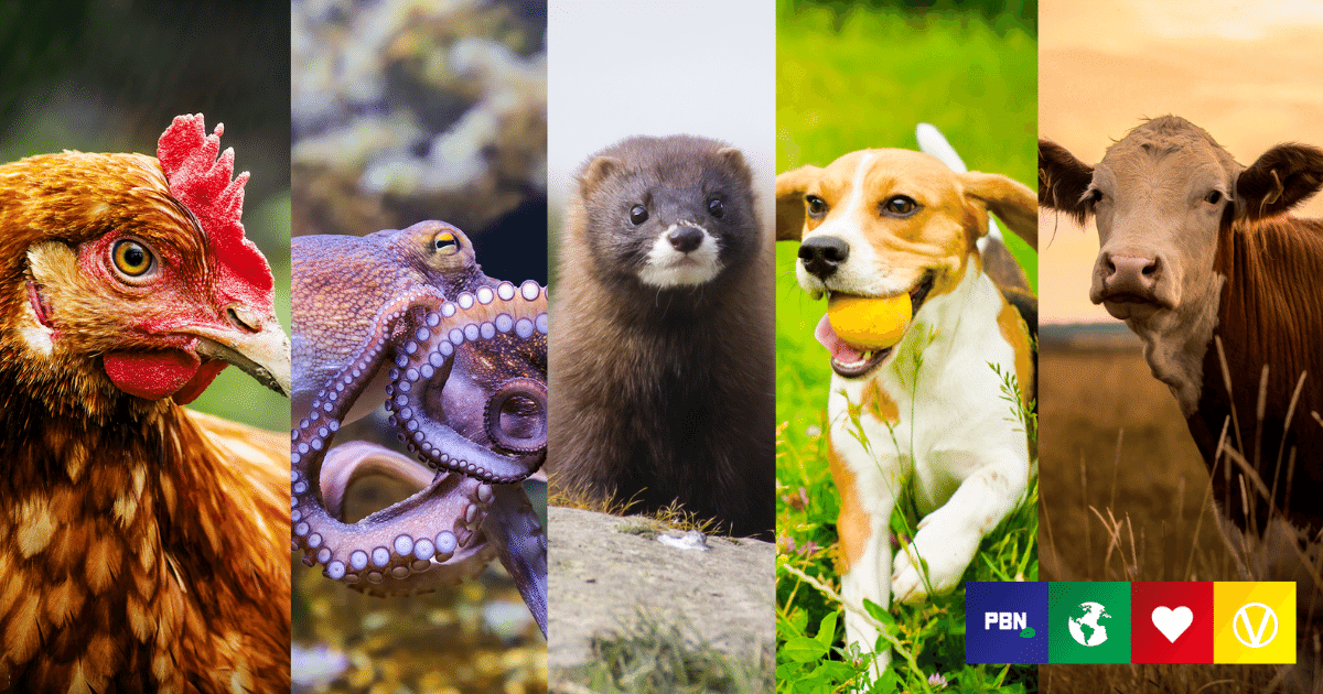 Here Are Over 40 Ways Society Stepped Up For Animal Rights In 2021 ...