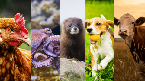 Here Are Over 40 Ways Society Stepped Up For Animal Rights In 2021 ...