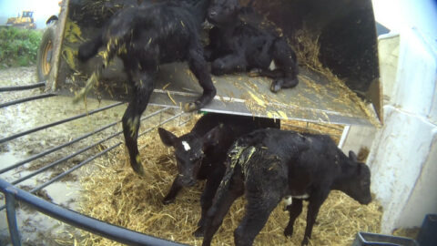 BBC Airs 'Disturbing' Footage Of Dairy Farm Abusing Mother Cows And Calves
