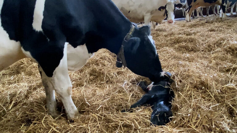 BBC Airs 'Disturbing' Footage Of Dairy Farm Abusing Mother Cows And Calves
