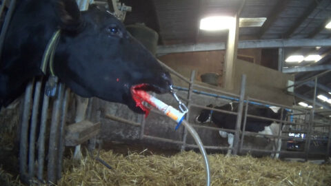 BBC Airs 'Disturbing' Footage Of Dairy Farm Abusing Mother Cows And Calves
