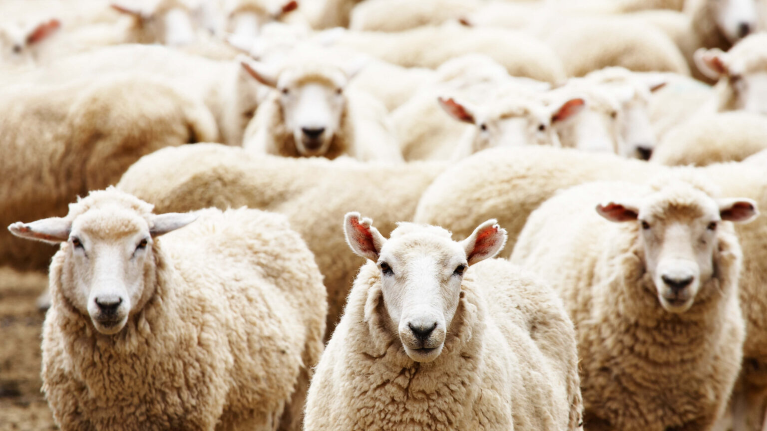A 'Wake-Up Call': Wool Production Uses 367 Times More Land Than Cotton