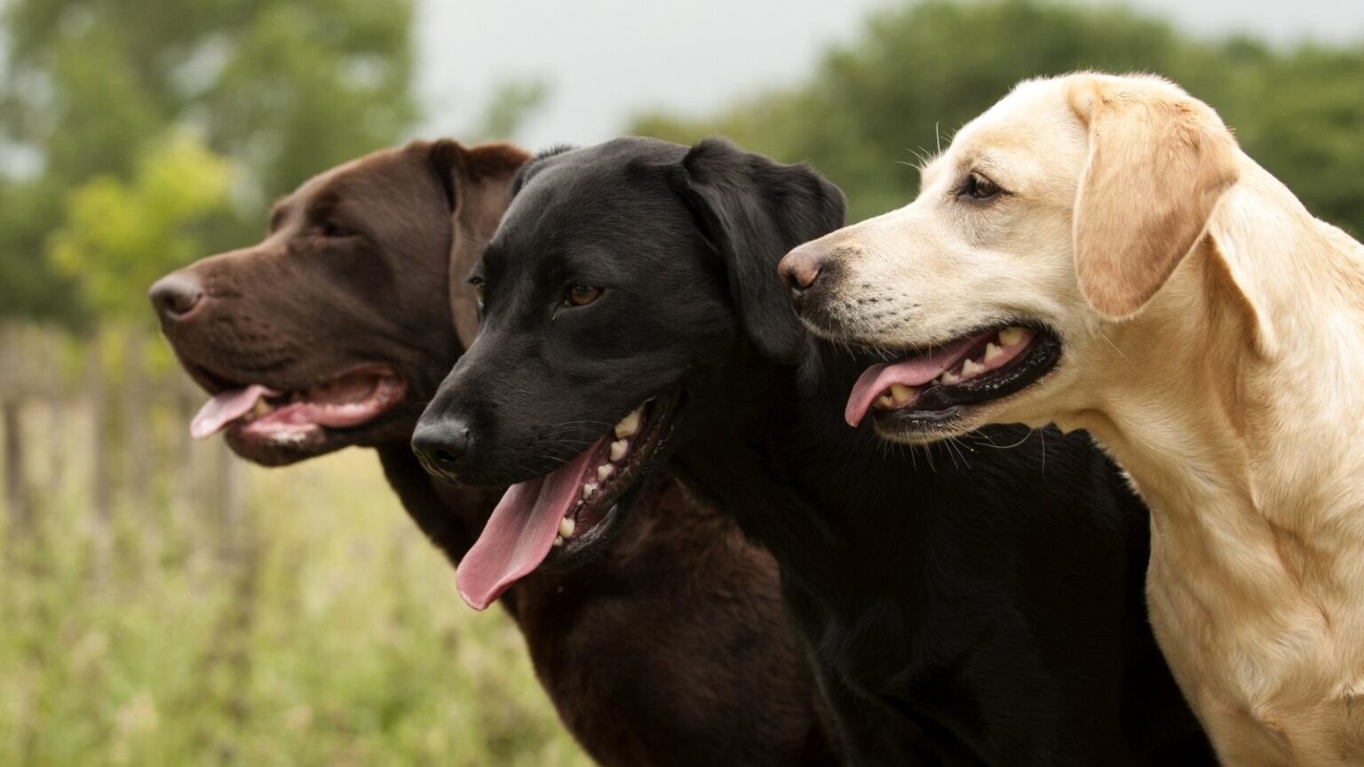 'Organic Dog Meat' Company Highlights Speciesism In The Food System